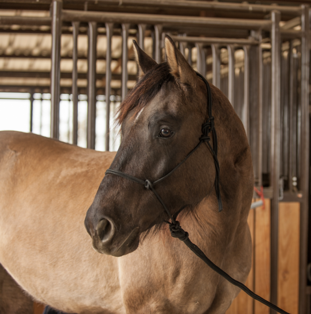 Classic Equine Premium Rope Halter | Pakenham Western